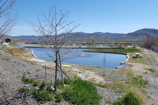 Carson Valley RV Park | Silver City RV Resort